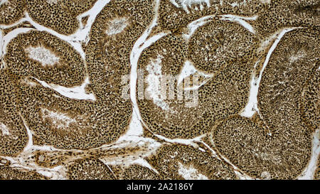 Histologically stained cross-section ofa rabbit testicle Stock Photo ...