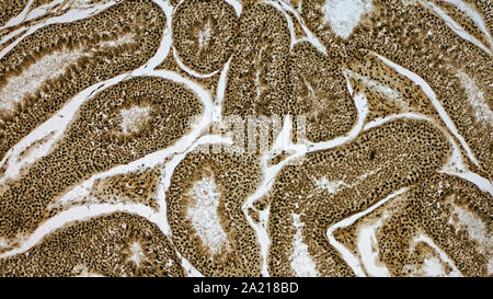 Histologically stained cross-section ofa rabbit testicle Stock Photo ...