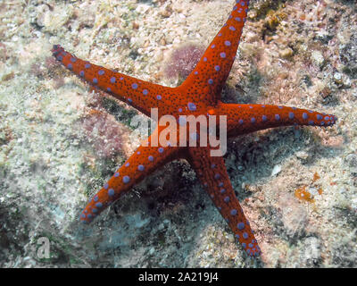 Ghardaqa sea star (Fromia ghardaqana) Taking in Red Sea, Egypt Stock ...