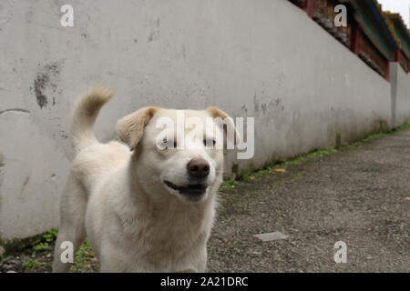 A Furry White mountain street dog in, Sikkim, India standing on the ...