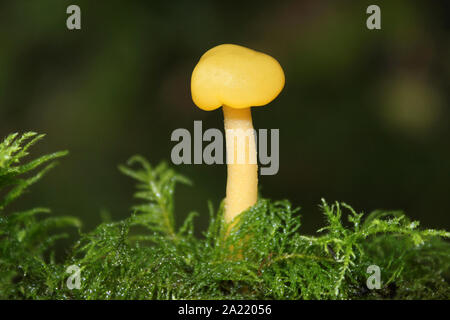 Jelly baby (Leotia lubrica), moss, cap fungus, Gallertkäppchen, Leotia ...