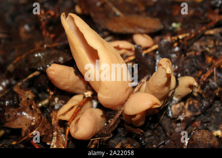 Tan Ear - Otidea alutacea Stock Photo - Alamy
