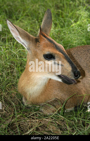 common DUIKER Sylvicapra grimmia antelope walking along south-Afrika ...