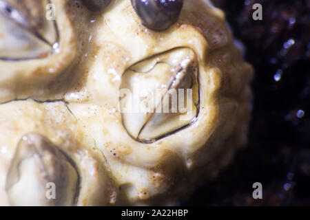 The sea acorn, shellback (Balanus) on algae on stones at low tide ...