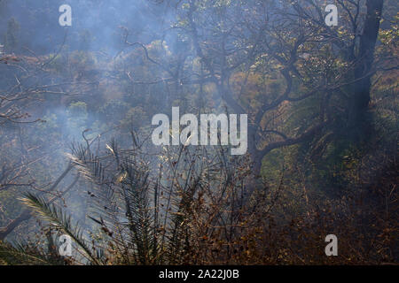 Forest fire on the dry slopes of the Himalayas Stock Photo - Alamy