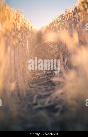 Two Lane Road Between Fields Stock Photo - Alamy