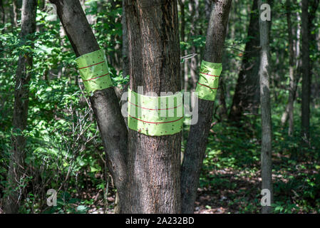 STICKY TRAP BANDS WRAPPED AROUND THE TRUNKS OF A MAPLE TREE TO CAPTURE ...