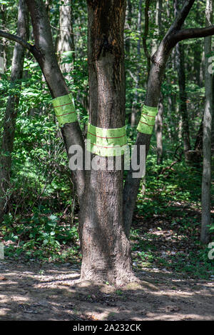 STICKY TRAP BANDS WRAPPED AROUND THE TRUNKS OF A MAPLE TREE TO CAPTURE ...