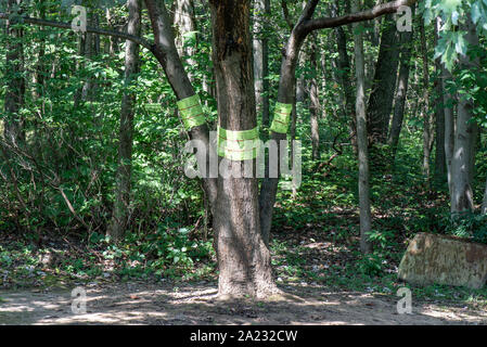 STICKY TRAP BANDS WRAPPED AROUND THE TRUNKS OF A MAPLE TREE TO CAPTURE ...