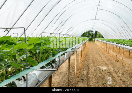 Strawberries growing in polytunnel greenhouse, near Cheddar, Somerset ...