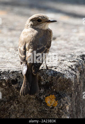 Spotted Flycatcher at S'albufera Majorca Stock Photo - Alamy