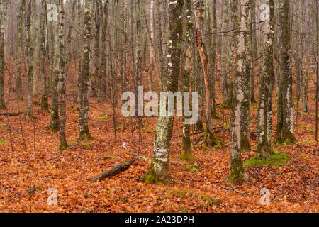 Beech maple hardwood woodland in late autumn, Pictured Rocks National ...