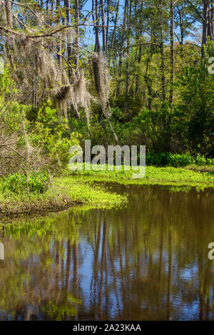 Spring trees in a bayou, Mandeville, Louisiana, USA Stock Photo - Alamy
