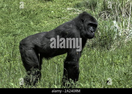 Gorilla. Full body shot and standing on all fours in field of grass ...