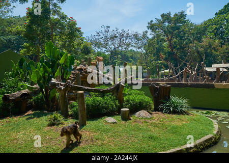 Indonesia, Surabaya, Java, Surabaya Zoo, Sumatran tiger, Phantera Stock ...