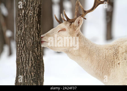 A cute white albino deer in a meadow Stock Photo - Alamy
