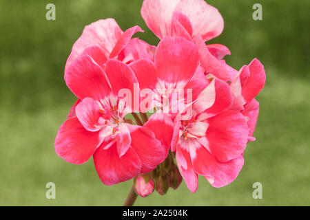 Geranium "Moonlight Vinetta", Pelargonium Stock Photo - Alamy