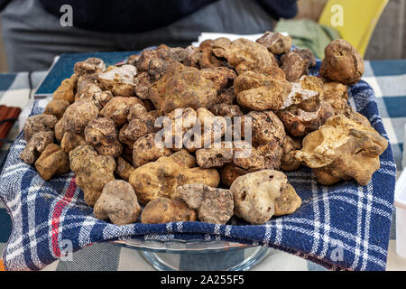 alba, italy, white truffles, tuber magnatum Stock Photo - Alamy