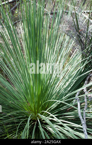 Closeup of the Xanthorrhoea australis, the grass tree, austral ...