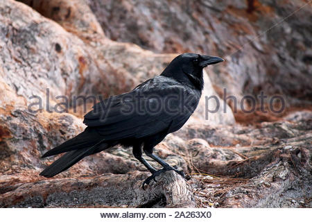 American crow perched on Pine tree in Wyoming Stock Photo - Alamy