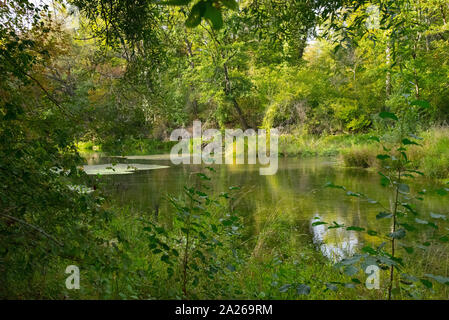 wetlands of the rhine river near Breisach in Germany Stock Photo - Alamy