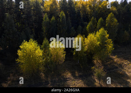 View of the autumn forest at sunny day time Stock Photo - Alamy