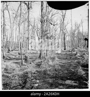 Point of Rocks, Virginia (vicinity). Swamp on Appomattox River. Civil ...
