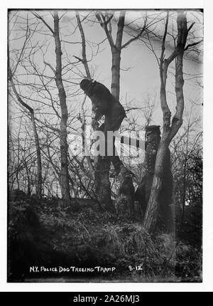 Policeman, police dog treeing tramp, New York City, 1912 Stock Photo ...