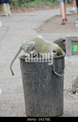 monkey in dustbin Stock Photo - Alamy