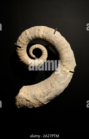 Ancyloceras Ammonite Fossil, an Extinct Genus of Heteromorph Ammonites ...