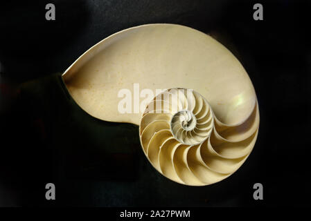 CHAMBERED NAUTILUS Nautilus pompilius SHELL CUT IN HALF SHOWING A ...