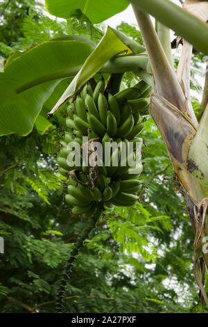 Wild banana (Musa acuminata, Musa cavendishii, Musa chinensis), leaf ...