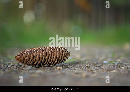 Forest path close-up with cones and roots. Low point of view in nature ...
