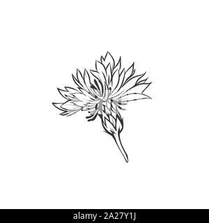 Cornflower black ink vector illustration. Summer meadow flower, honey ...