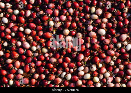 Close up of cranberries on Wetherby Cranberry farms of Ocean Spray ...