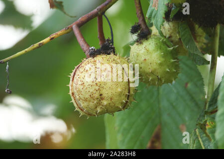 conker horse chestnut tree shell husk seed nut harvest, sharp spikes ...