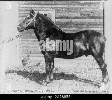 Prize winners at Sherburne County fair, Minnesota - exhibit of apples ...