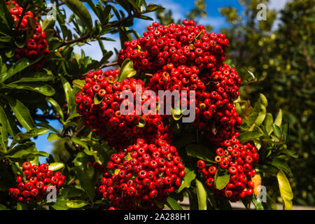 PYRACANTHA SAPHYR ROUGE. FIRETHORN IN FLOWER Stock Photo - Alamy