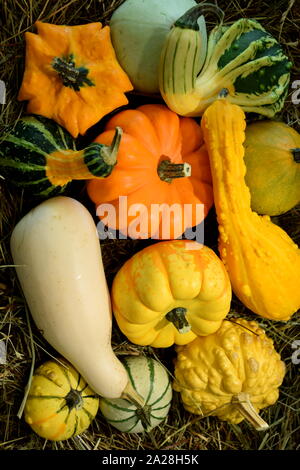 decorative mix of coloured pumpkins Stock Photo - Alamy