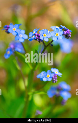 Bunch of small blue forget me not flowers with leaves isolated on white ...