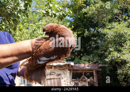 Brown pigeon in a human hands Stock Photo - Alamy