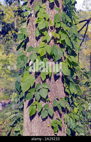 Tree trunk has clinging vine of poison ivy. Leaves are beautiful in the ...