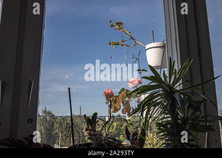 apartment window with flowers on the edge with blue sky background and ...