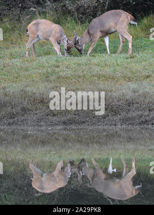 two young male deer fighting in snow Stock Photo - Alamy