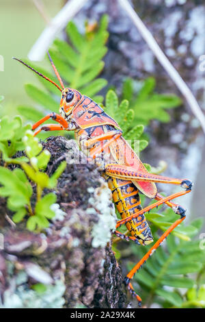 Florida lubber grasshopper Romalea microptera nymph Stock Photo - Alamy