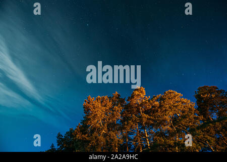 Crown Of Pine Trees Woods Under Night Starry Sky. Night Landscape With ...