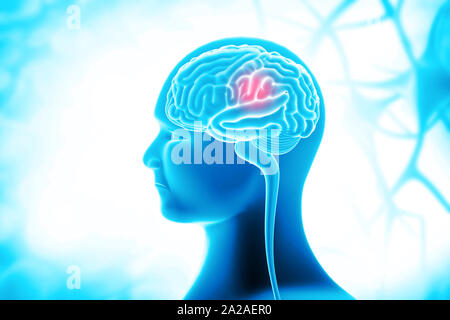Human brain anatomy .Human brain diseases. Medical background. 3d ...