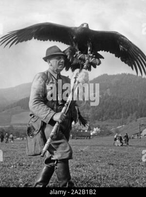 The Art of Falconry with trained bird of prey. Falconer at Malta ...