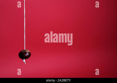 A single ripe Conker on string isolated on a red background with copy ...
