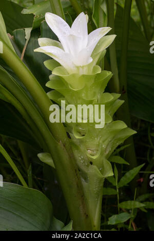 Turmeric flower Growing in the garden. madhya pradesh, India, Asia ...